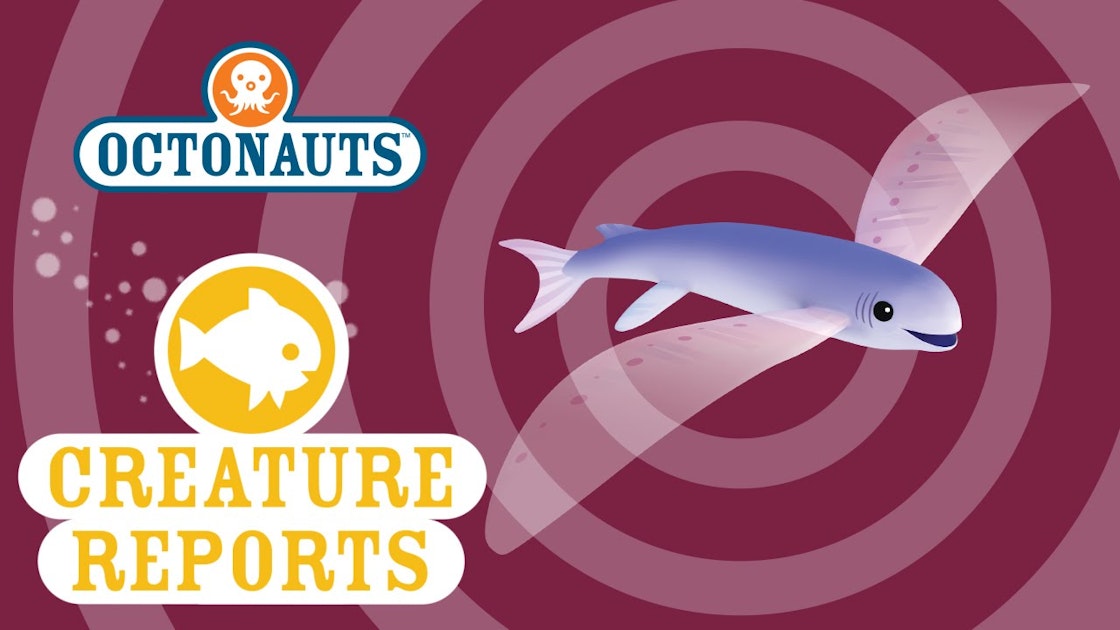 Octonauts: Creature Report - Flying Fish - Brown Bag Labs